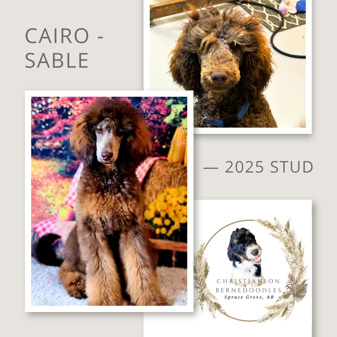 Upcoming 2025 Litter! – CHRISTIANSON BERNEDOODLES